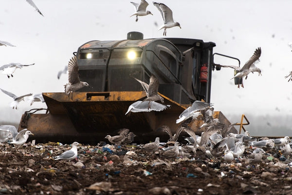 Do Birds Eat Plastic ? Plastics and Microplastics Interactions with ...