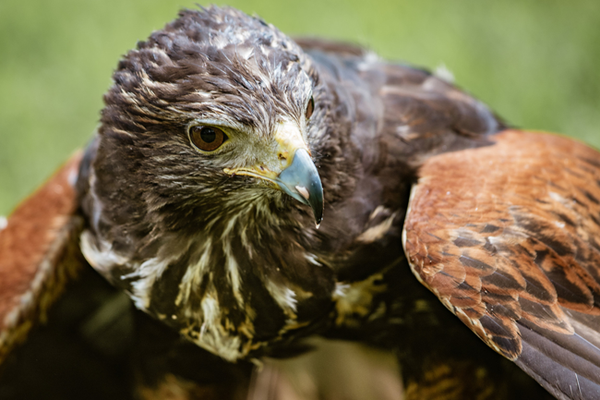 Wildlife and Lead Poisoning - Lead is not Just a Problem for Humans ...